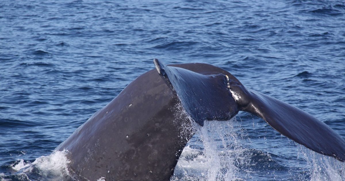 Summer Cruises (Whale Watching)
